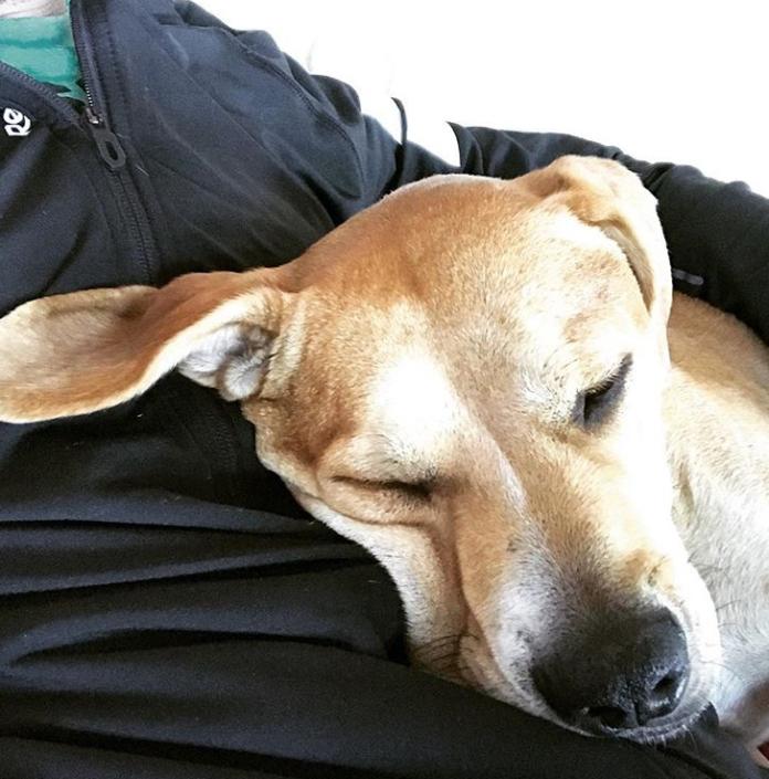 La traumática historia del perro del actor Dani Rovira conmociona las ...