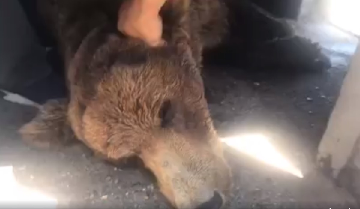 Graban el momento en que liberan a un oso del cruel lugar en el que fue ...