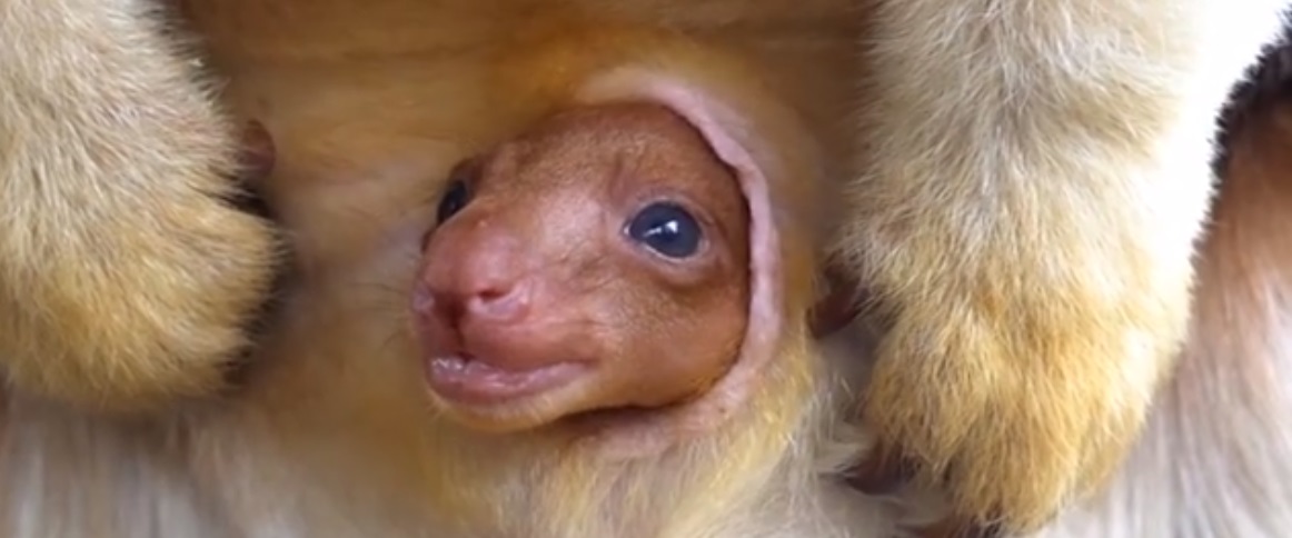 Graban el momento en que un adorable bebé canguro de árbol emerge de la ...