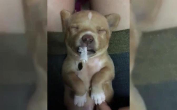 ¿Diversión?: El vídeo de un perrito obligándolo a fumar un cigarrillo ...
