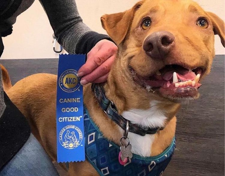 Dos perritos adorables con severas deformidades en sus caritas se ...